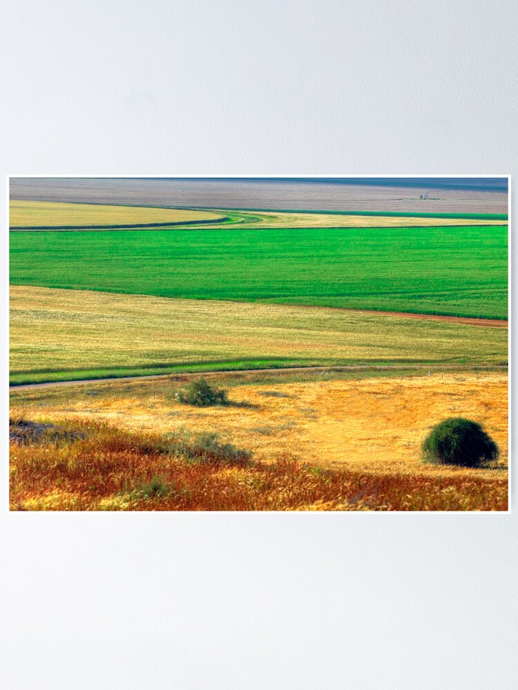 "Wheat field, Negev desert, Israel" Poster by eyalna | Redbubble