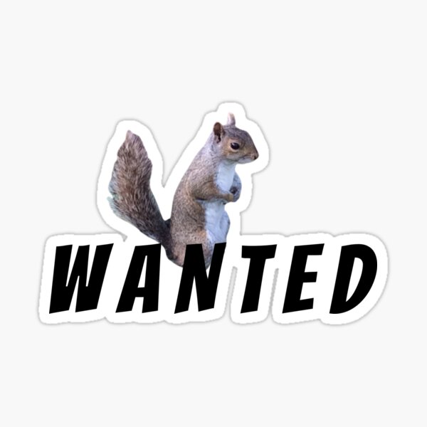 "Wanted Squirrel" Sticker for Sale by boomantique | Redbubble