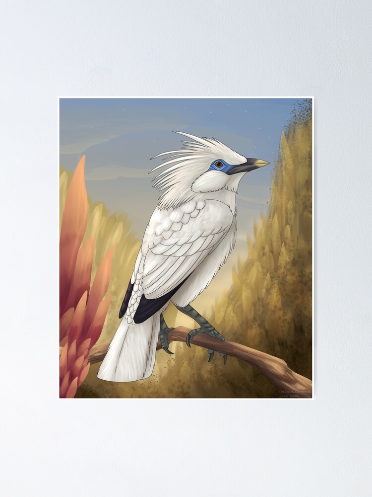 "Bali Myna" Poster for Sale by DragonArtist15 | Redbubble