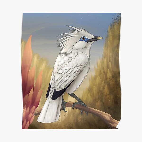 "Bali Myna" Poster for Sale by DragonArtist15 | Redbubble