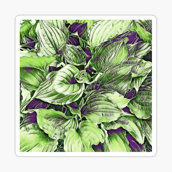 "Hosta in Storybook Green" Sticker by SunshineWalker | Redbubble