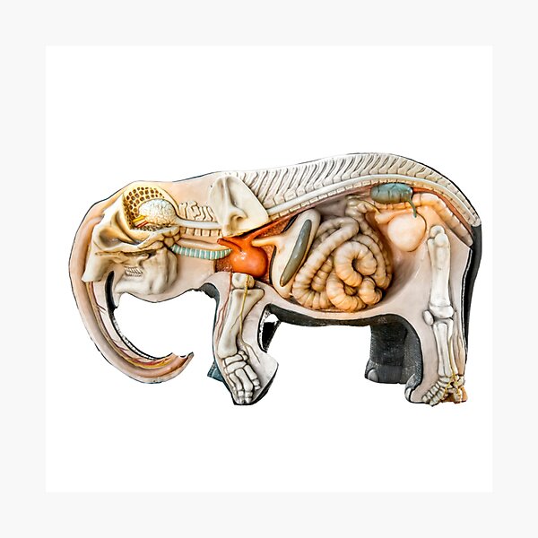 Lámina fotográfica «icono del tronco etiqueta de la anatomía del ...