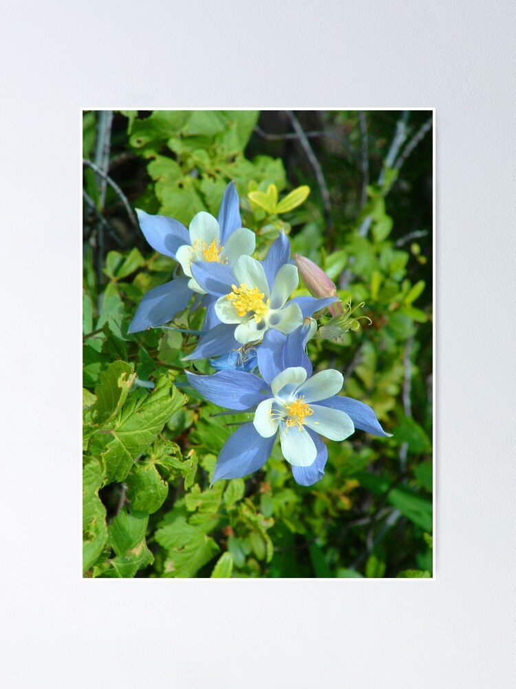 "Columbine Blue Large" Poster for Sale by SandraDavisArts | Redbubble