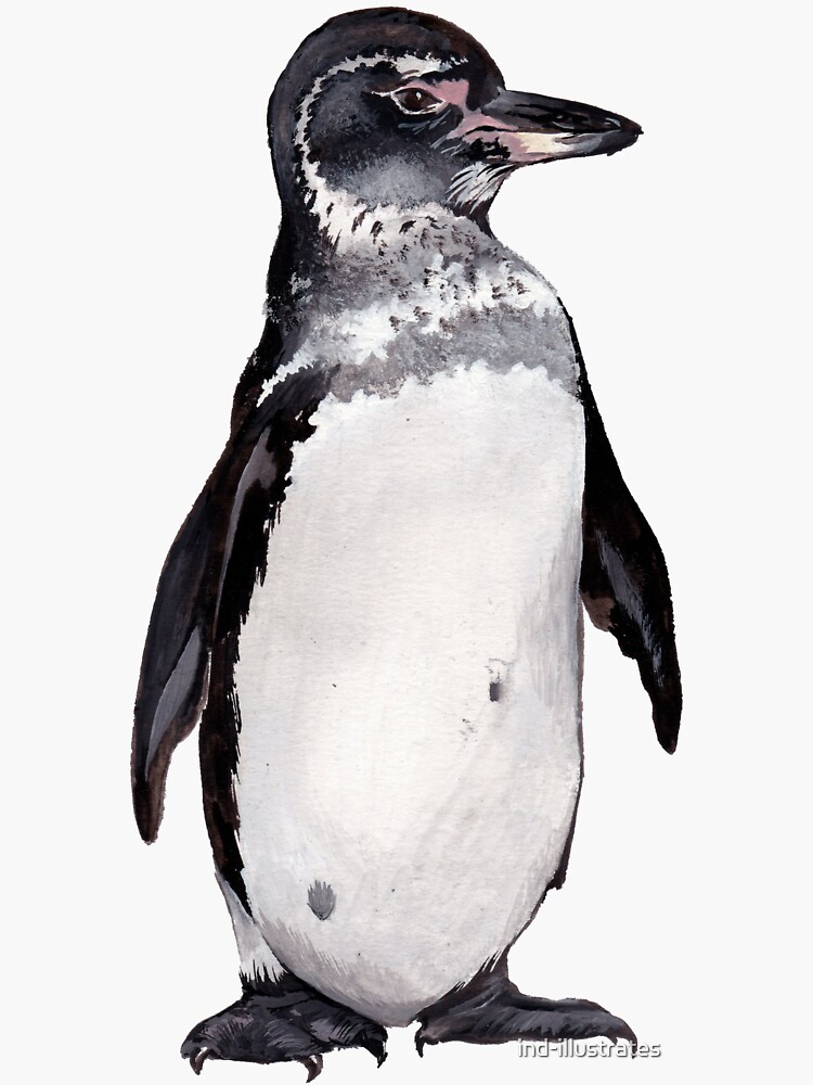 "Galapagos Penguin" Sticker for Sale by ind-illustrates | Redbubble