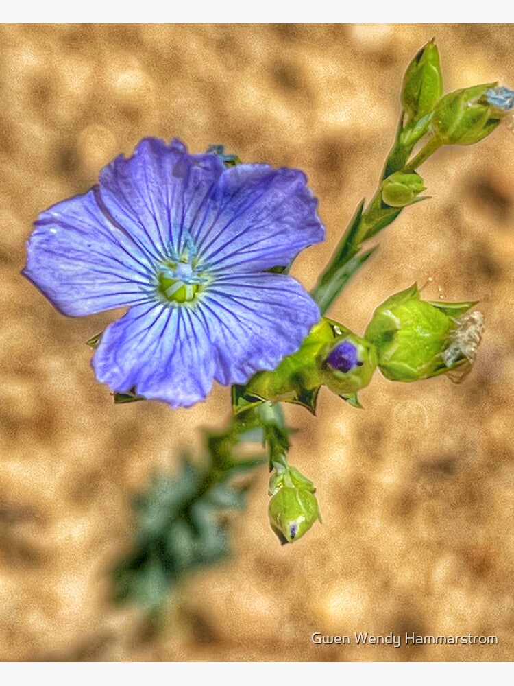 "Flax" Sticker for Sale by Innerworks123 | Redbubble