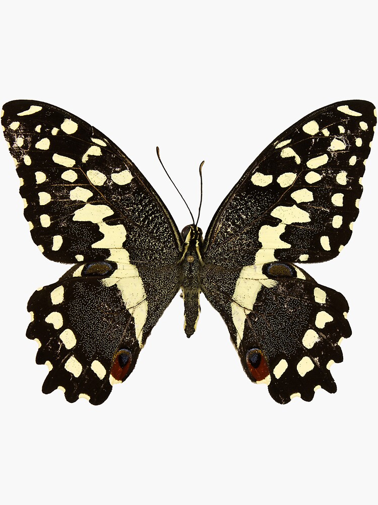 "Citrus Swallowtail Butterfly Real Entomology" Sticker for Sale by ...