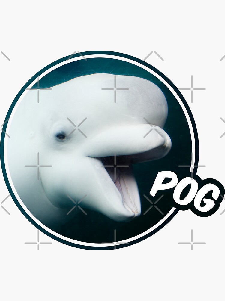 "POG Beluga Whale" Sticker for Sale by TheHouseMaster | Redbubble