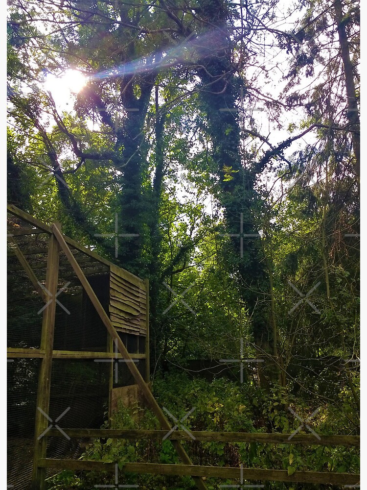 "#179 |☼| Shining Through Trees - Shot 1 (Elsham Hall, Gardens ...