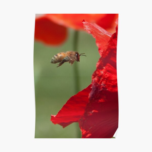 "Anatomy of a Poppy: Into the Maw, fine art garden photography" Poster ...