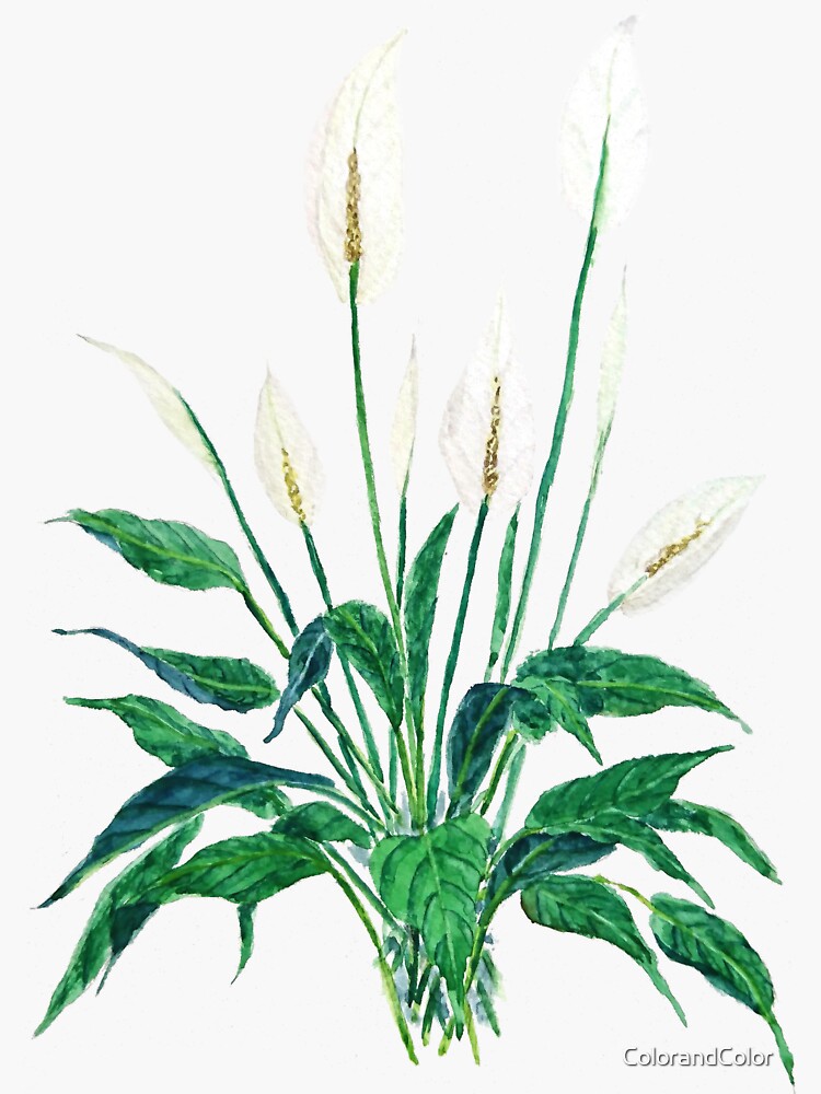 "peace lily" Sticker for Sale by ColorandColor | Redbubble