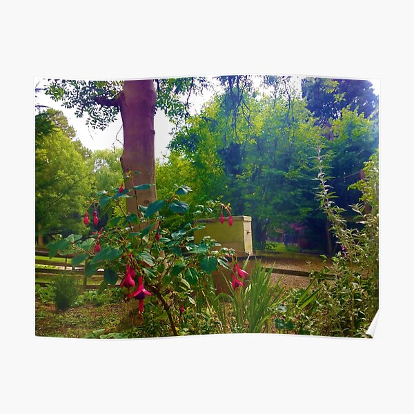 Póster «MI. #185 |☼| Hardy / Hummingbird Fuchsia Flowers - Toma de ...