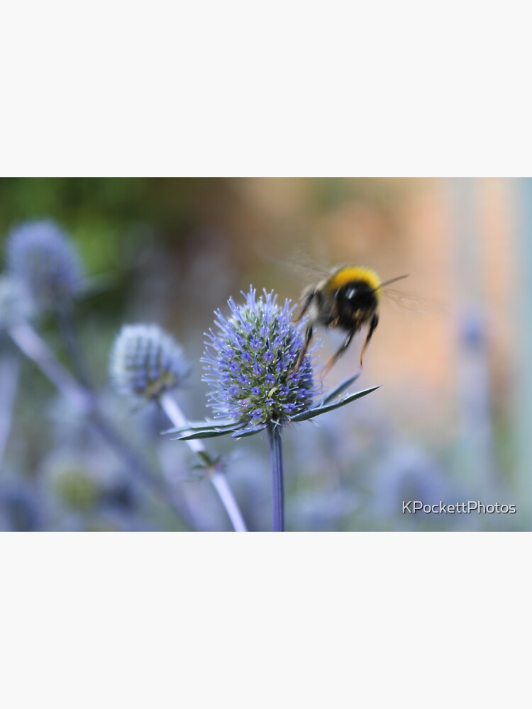 "Buzzy Bumble Bee" Sticker for Sale by KPockettPhotos | Redbubble