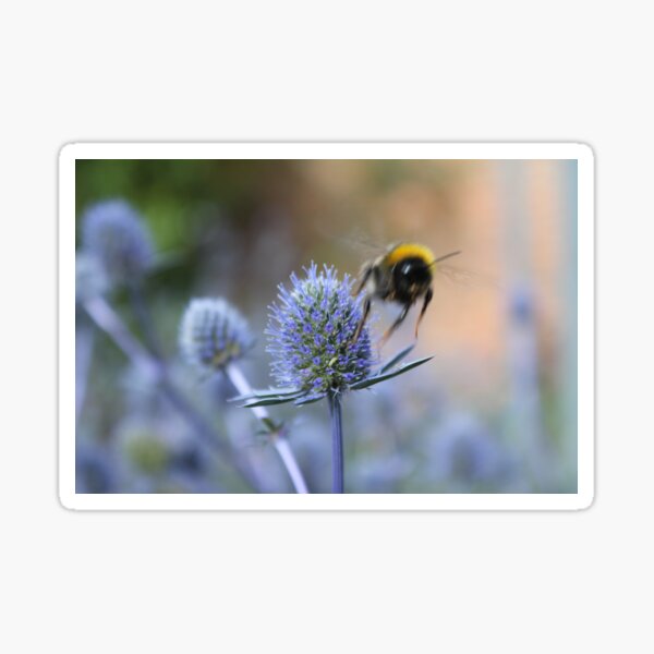 "Buzzy Bumble Bee" Sticker for Sale by KPockettPhotos | Redbubble