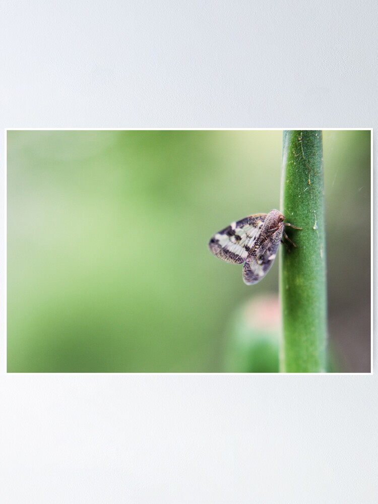 "The Cute Yet Pesky Passionvine Hopper" Poster for Sale by ...