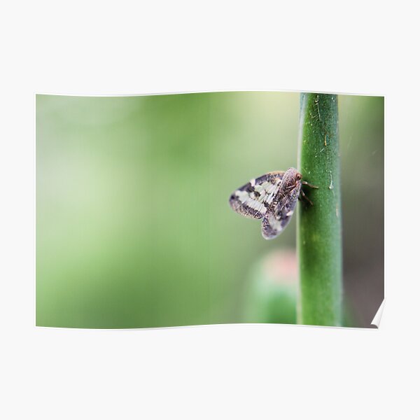 "The Cute Yet Pesky Passionvine Hopper" Poster for Sale by ...