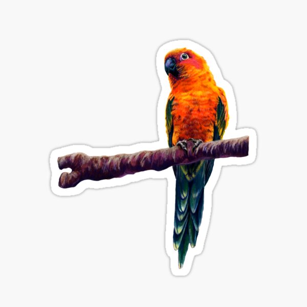 "orange bird sun conure" Sticker by CharisCreations | Redbubble