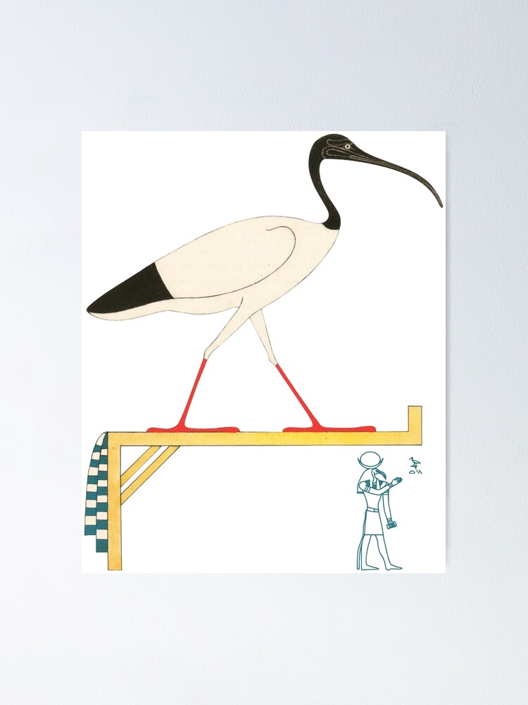 "Ibis Illustration & Thoth Hieroglyphic" Poster for Sale by PanosTsalig ...