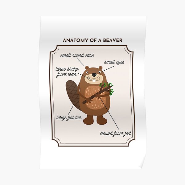 "Anatomy of a Beaver" Poster for Sale by Belcordi | Redbubble