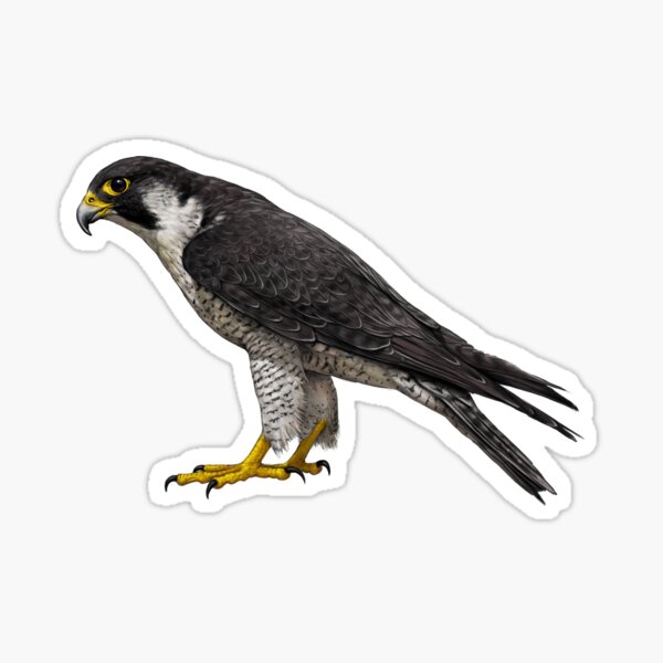 "Peregrine Falcon (Falco peregrinus)" Sticker for Sale by IlianVelikov ...
