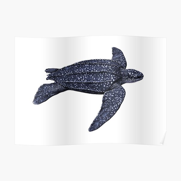 Póster «Tortuga Baula (Dermochelys coriacea)» de IlianVelikov | Redbubble