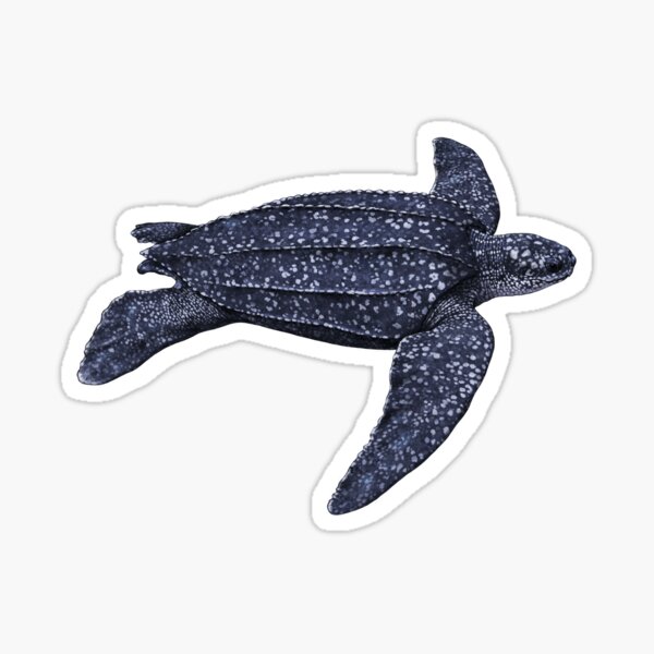 "Leatherback Turtle (Dermochelys coriacea)" Sticker for Sale by Ilian ...