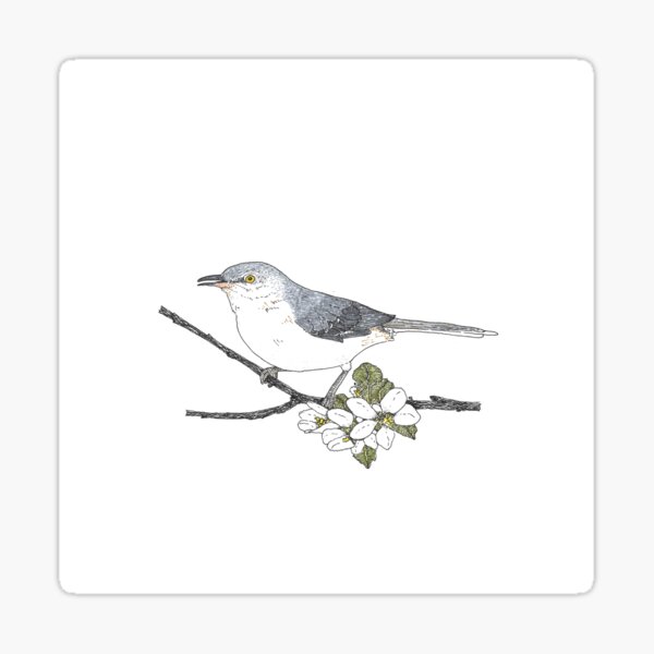 "Northern Mockingbird" Sticker for Sale by obirdleyart | Redbubble