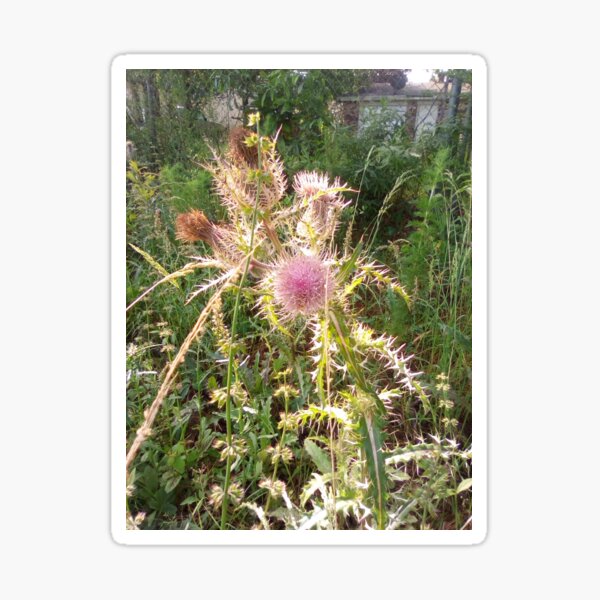 "Purple Thistle Plant" Sticker for Sale by Merci-Art | Redbubble
