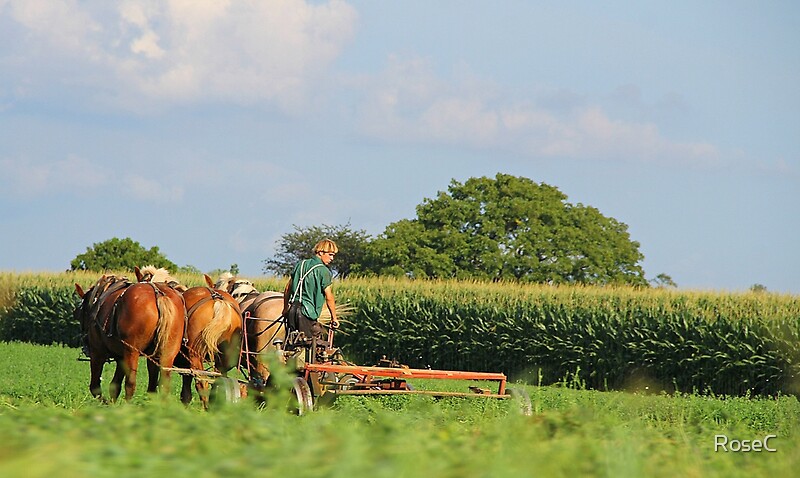 "Amish Working the Farm" by RoseC | Redbubble