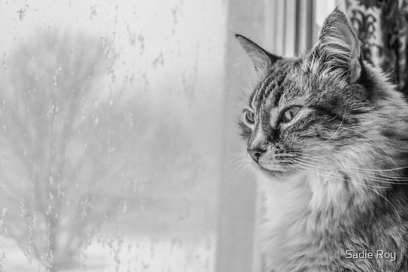 "Cat Watching Snow" by Sadie Roy | Redbubble