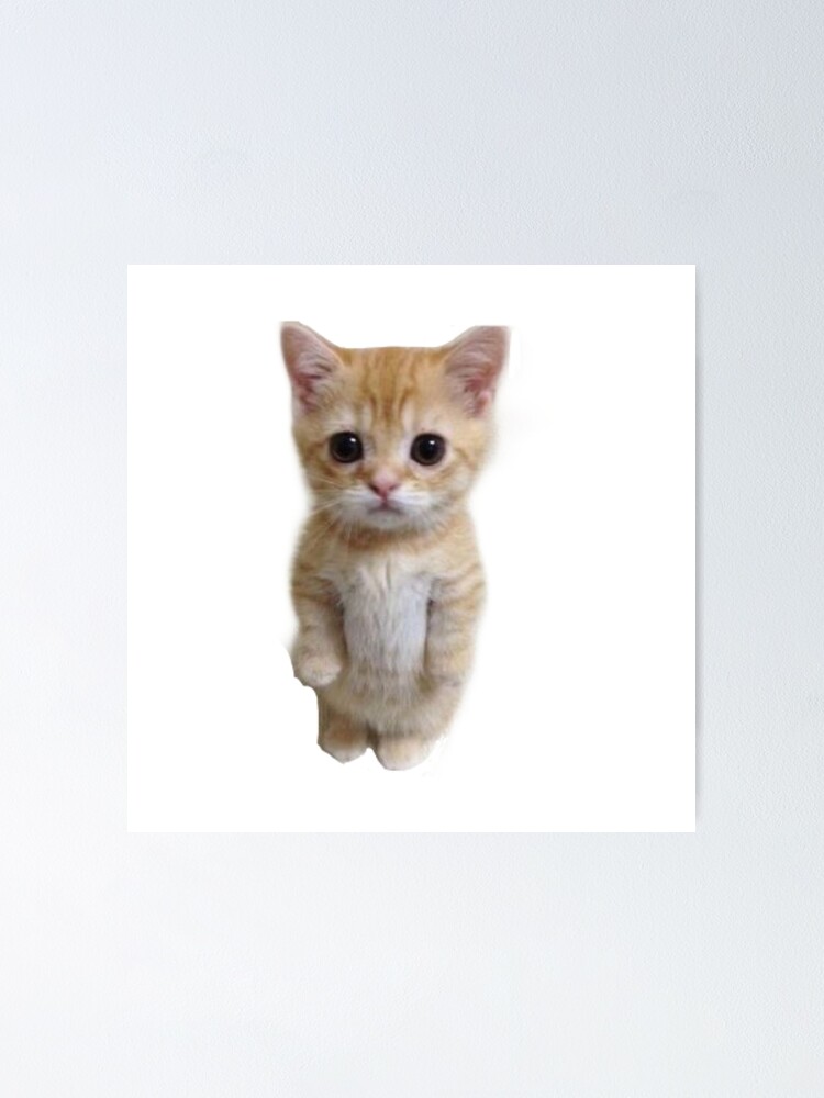 "El Gato" Poster for Sale by sabahnaveed | Redbubble