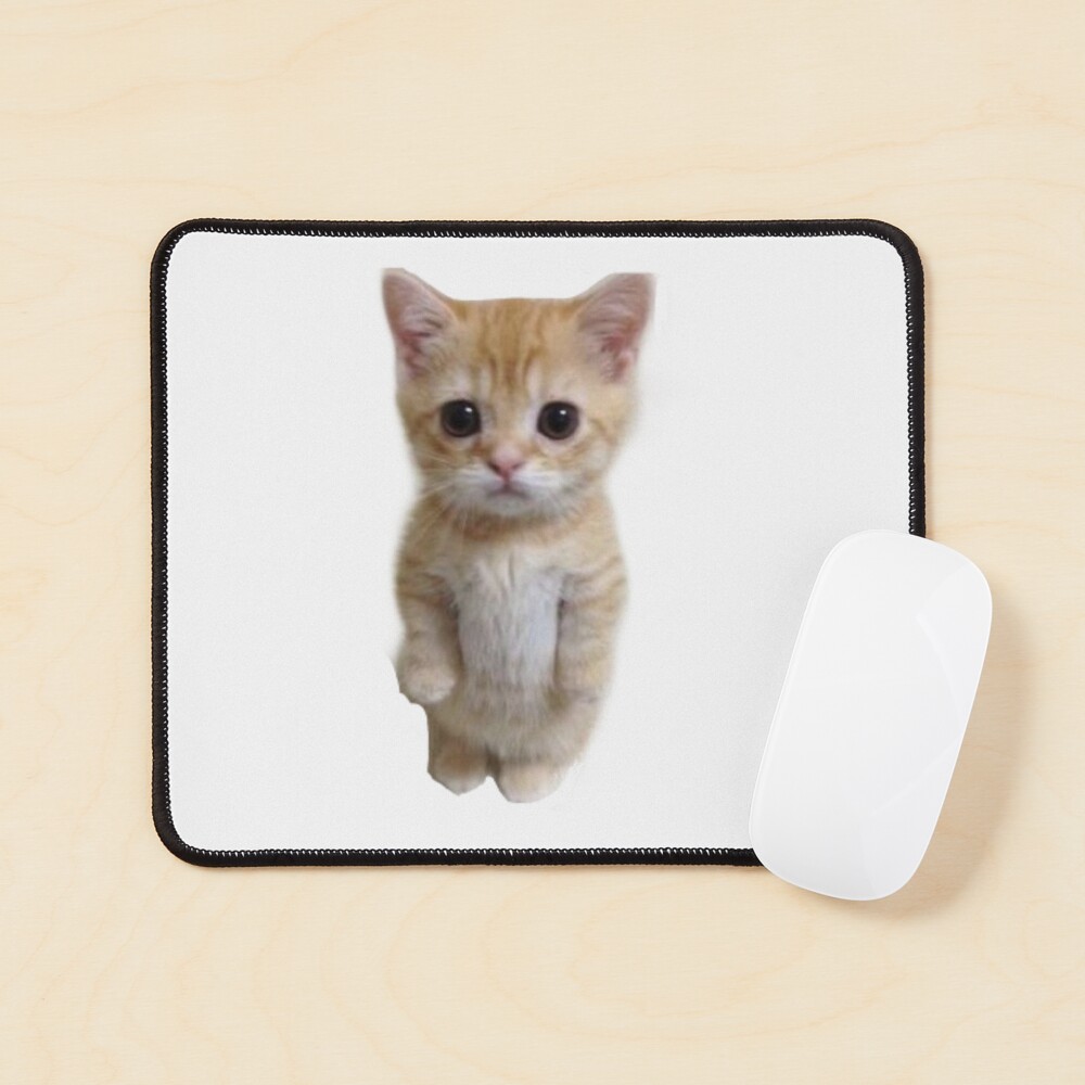 "El Gato" Photographic Print for Sale by sabahnaveed | Redbubble