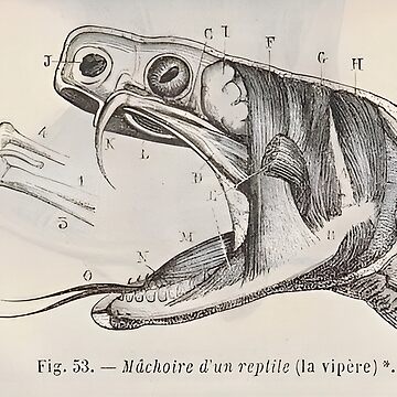 "Antique French Scientific illustration of a Viper's Jaw" Poster for ...