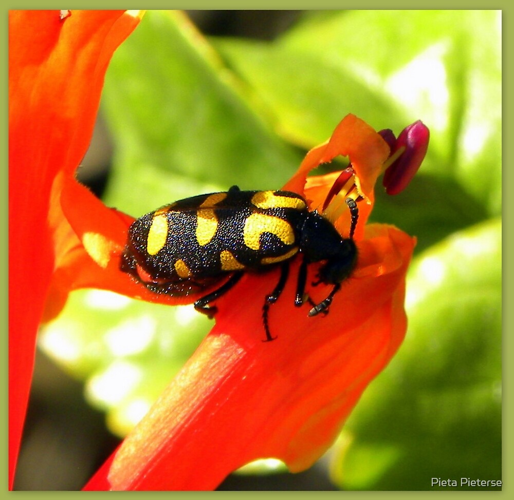 "Bean Beetle ~ Kewertjie ~ Mylabris Oculatus" by Pieta Pieterse | Redbubble