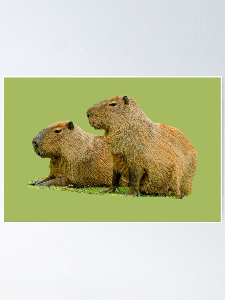 "Just posing Capybara pair" Poster for Sale by Dalyn | Redbubble