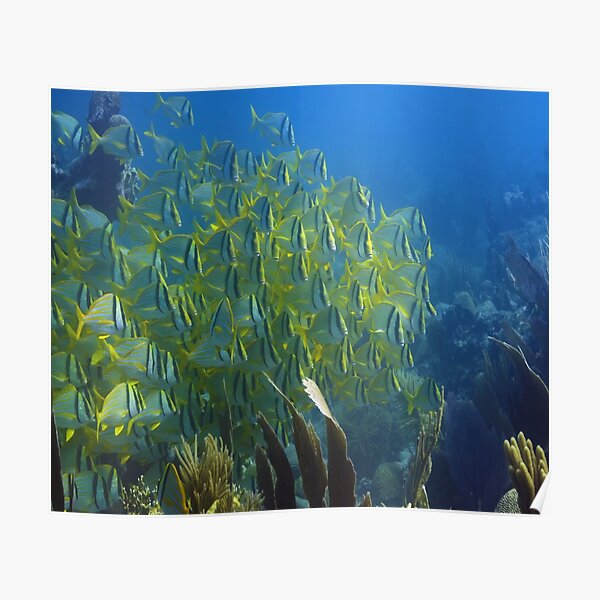 "Hypnotized flock of fish" Poster for Sale by AceLera | Redbubble