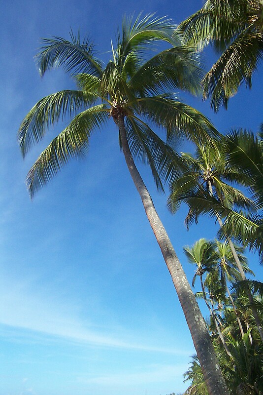 "Fijian Trees" by Linda Mottram | Redbubble