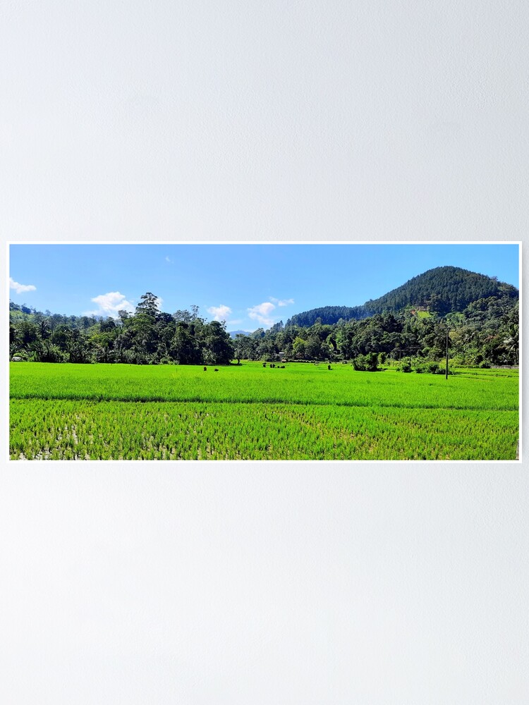 "Paddy field in Sri lanka" Poster for Sale by Nishanf | Redbubble