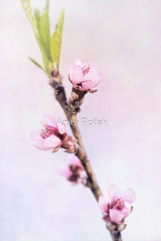 "Spring at Last - Lovely Peach Blossoms" by Anita Pollak | Redbubble