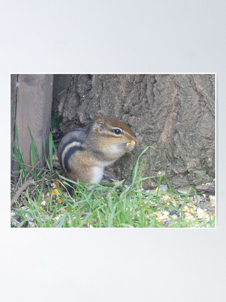 "chippy " Poster for Sale by Zarabeaver | Redbubble