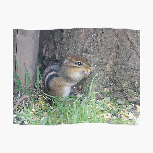 "chippy " Poster for Sale by Zarabeaver | Redbubble