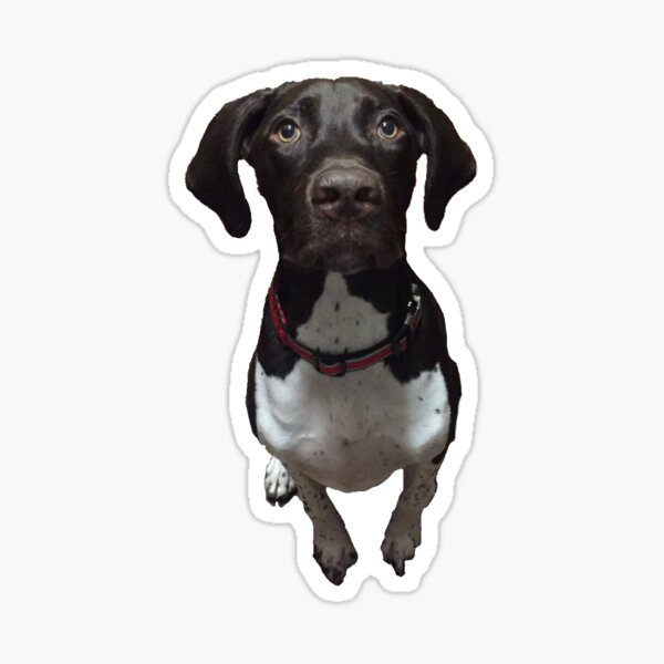 Gsp Stickers | Redbubble