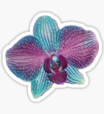 Orchid: Stickers | Redbubble