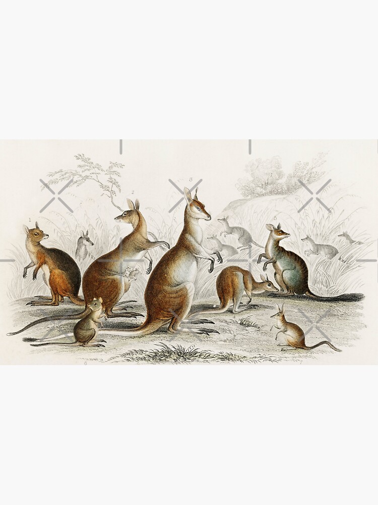 "Kangaroos, Woolly, Brush Tailed, Rat-Tailed Hypsiprymnus, and Rabbit ...