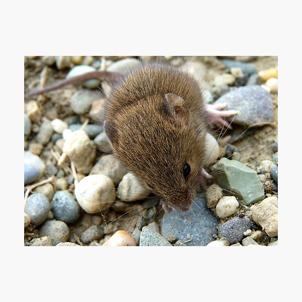 Lámina fotográfica « Ciertos tipos de ratones de campo también son ...