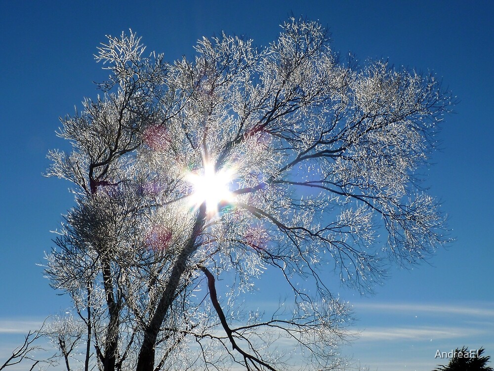 "Fairy Dust - Tree Coated In Hoar Frost - Gore NZ" by AndreaEL | Redbubble