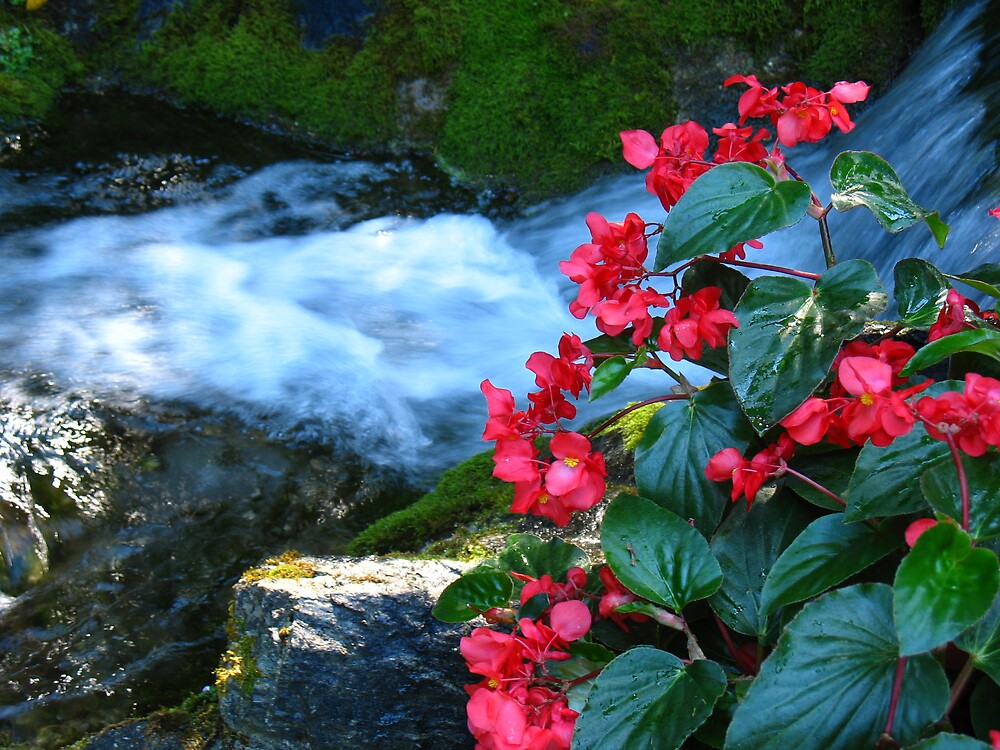 "waterfalls and flowers" by 5hikers | Redbubble