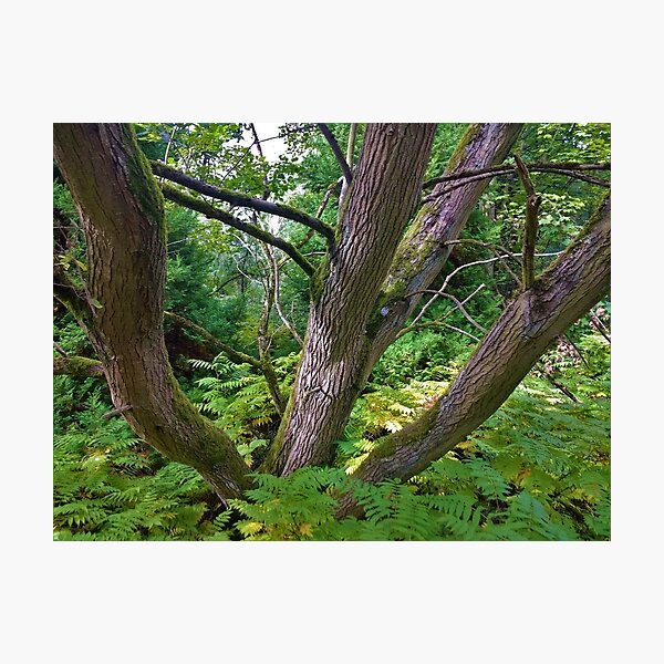 Lámina fotográfica «MI. #199 |☼| Árbol de varios troncos (Elsham Hall ...