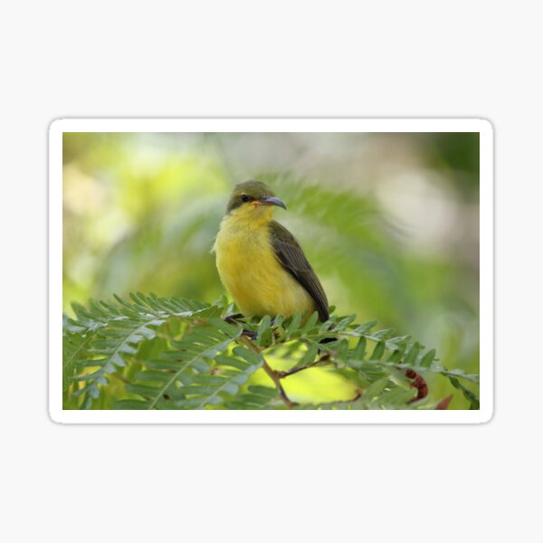 Sunbird Gifts & Merchandise for Sale | Redbubble