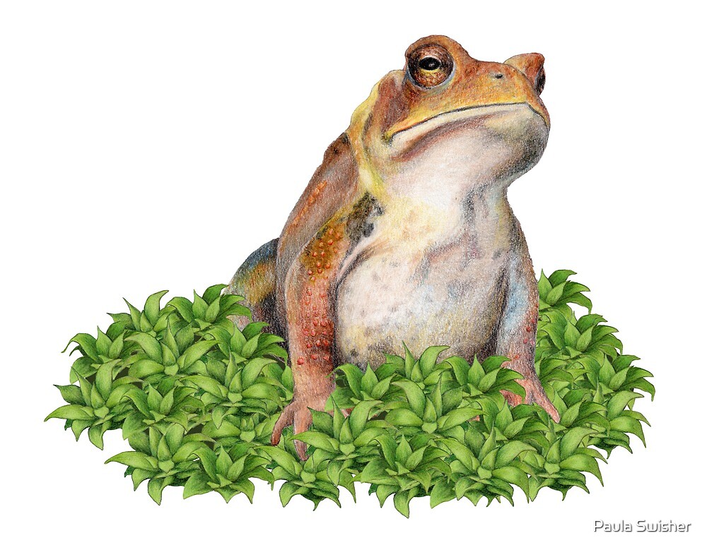 "Grumpy Toad in Moss" by Paula Swisher | Redbubble