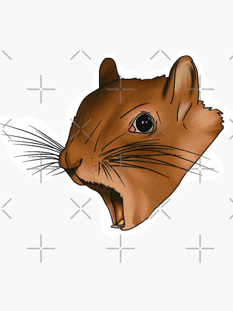 "Angry Squirrel " Sticker for Sale by casnicol | Redbubble